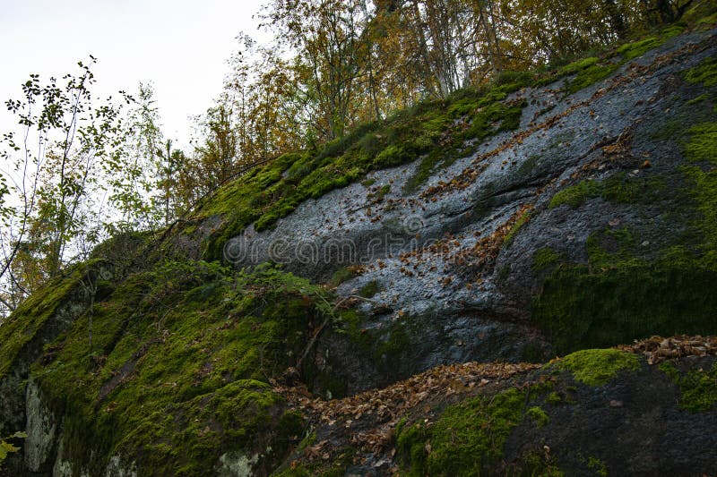 Moss on the Stone. Abstract Background Stock Image - Image of mossy ...