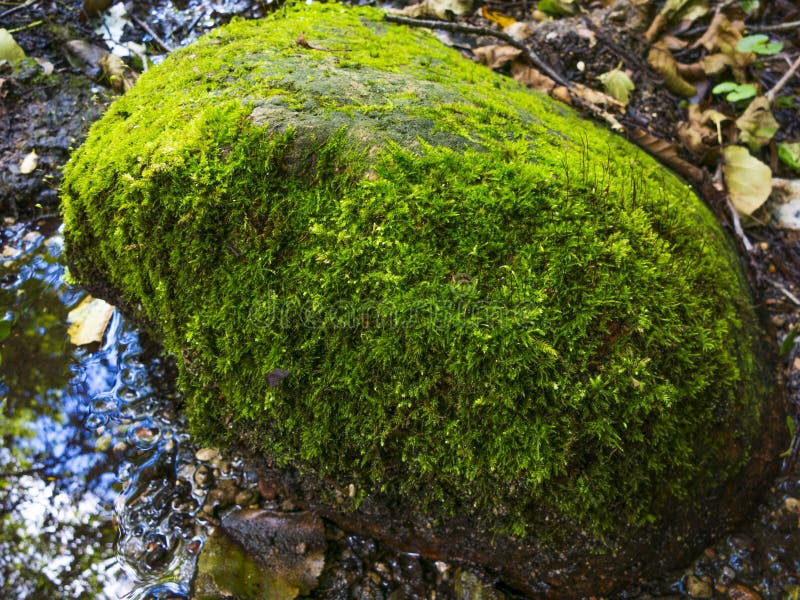 Moss on stone stock photo. Image of growth, natural, formal - 33942052