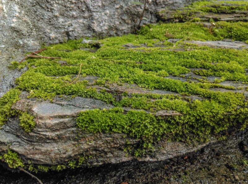 Moss on stone stock image. Image of garden, moss, green - 49637337