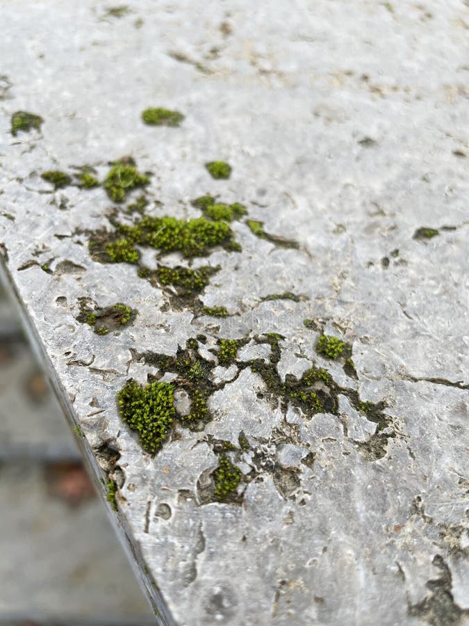 Moss on stone stock image. Image of grass, moss, green - 261907085