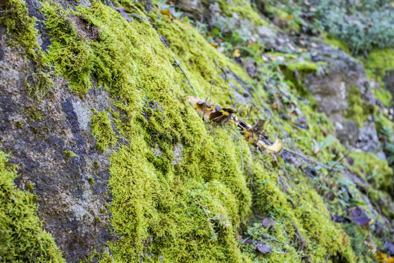 Moss on stone stock image. Image of mossy, environment - 129900569