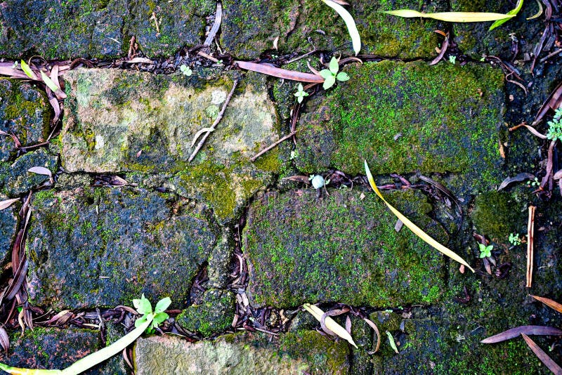 Moss stone pathway stock photo. Image of floor, moss - 118428014
