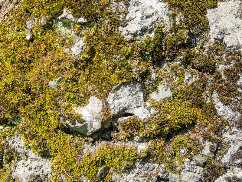 Moss on the Stone. Plant on the Stone Stock Photo - Image of flora ...