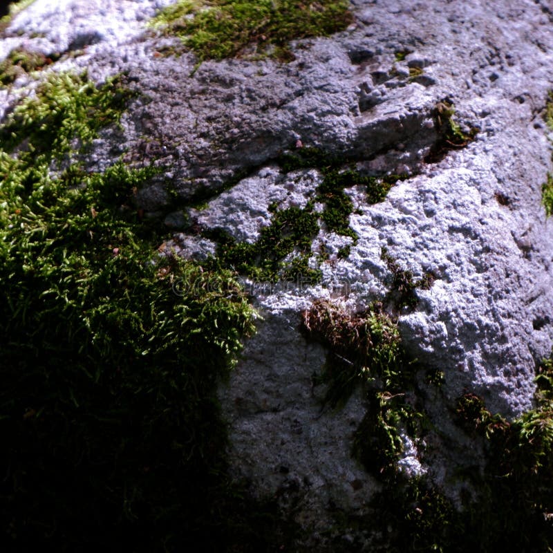 Moss on stone stock photo. Image of rock, green, stream - 230566268