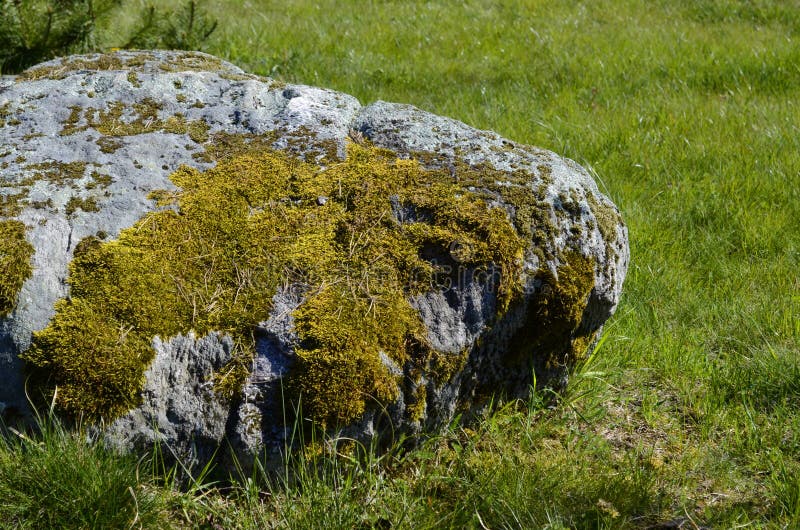 Moss on a stone rock stock photo. Image of grass, hard - 91732158