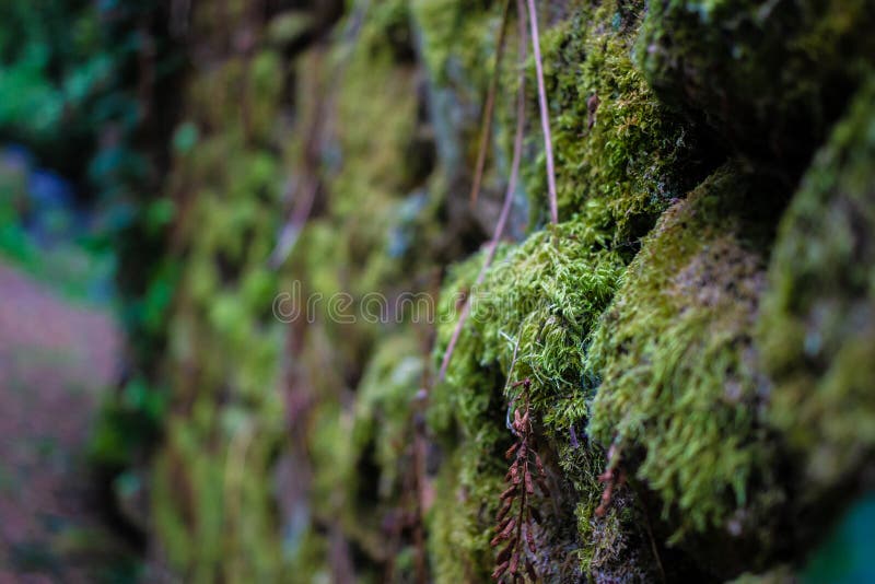 Moss in stone ruins stock image. Image of building, brick - 186423615