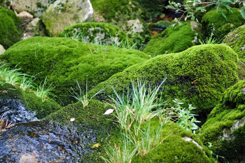 Moss on stone stock image. Image of beauty, stone, landscape - 35670921