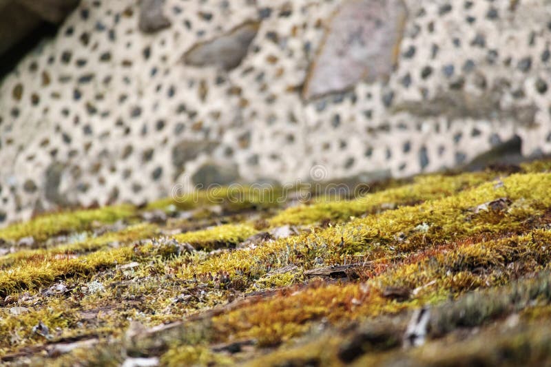 .moss on Stone Surface with Mottled Background Stock Photo - Image of ...