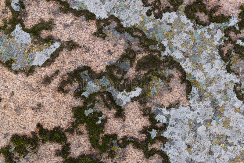 Moss on a stone texture stock image. Image of structure - 273778479