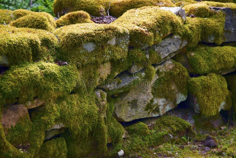 Moss on stone wall stock photo. Image of fence, moss, stone - 8504832