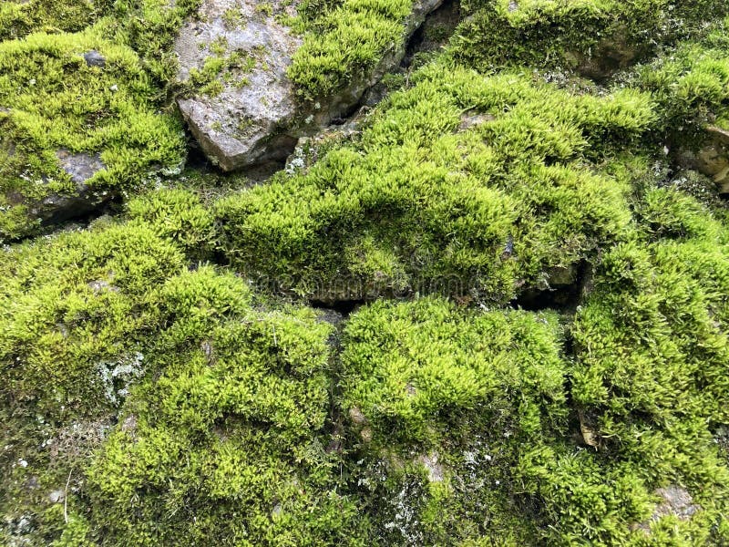 Moss on a Stone Wall stock image. Image of pattern, garden - 275597285