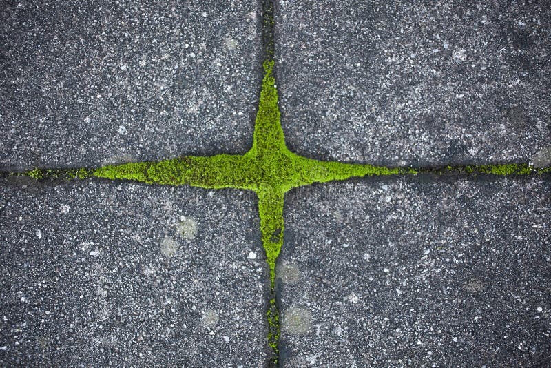 Moss Cross Grown between Stones Stock Image - Image of grungy, grow ...