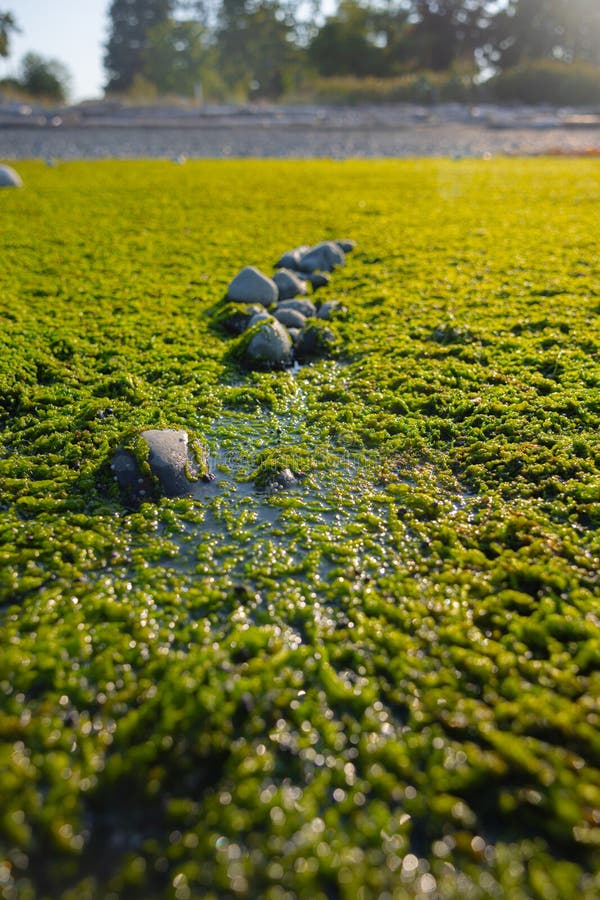 Moss and Stones on a Textured Coastal Surface Stock Illustration ...