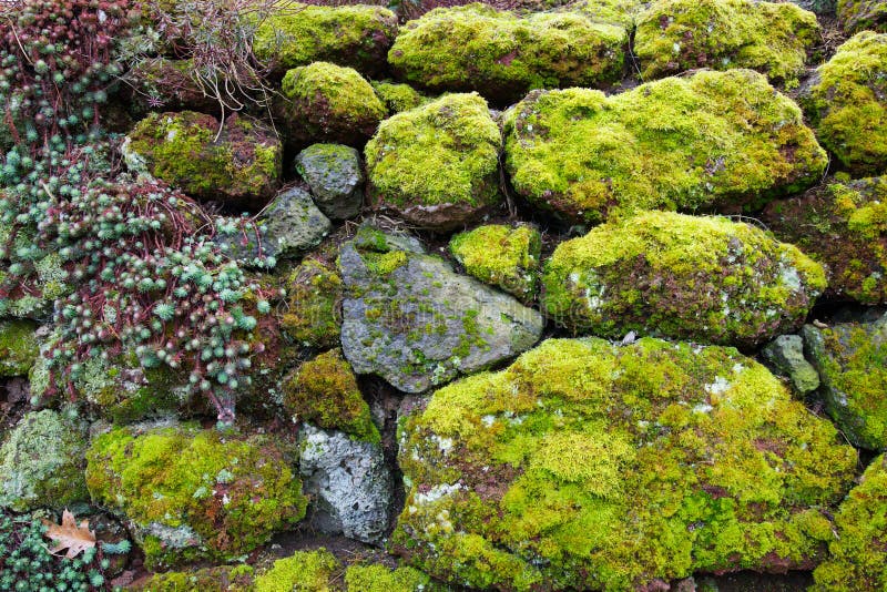 Moss Succulent rock wall stock photo. Image of structure - 18497282