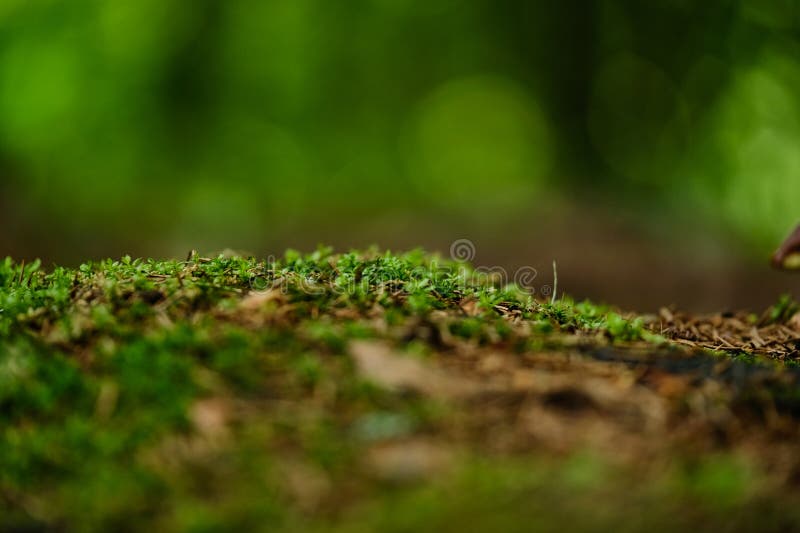 Moss in the Summer Forest after Rain Stock Image - Image of jungle ...