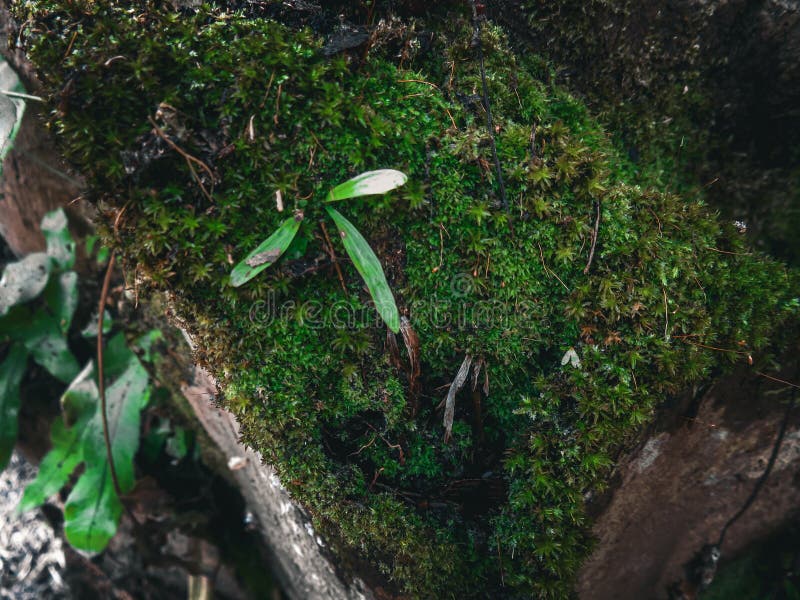 Moss that Surrounds the Stem of Its Host Stock Photo - Image of stem ...