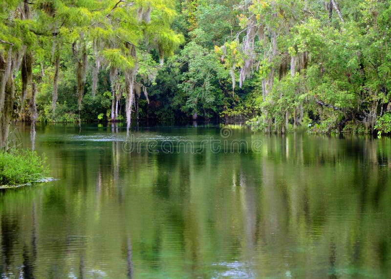 Florida Swamp Landscape with Cypress Stock Image - Image of florida ...