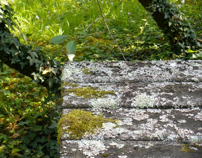 Moss table stock image. Image of side, grass, plants - 87433171