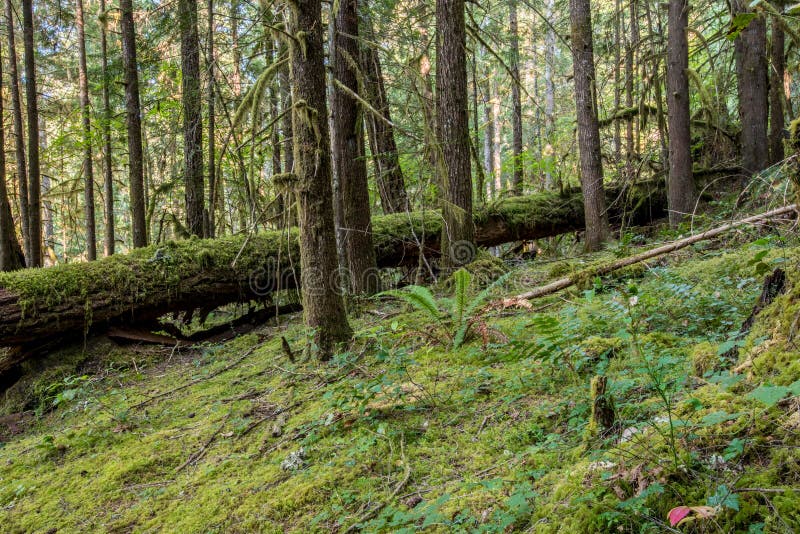 Moss Takes Over Oregon Forest Foto de archivo - Imagen de noroeste ...