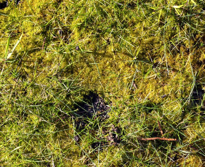 Moss Taking Over Yard in Filled Frame Layout Stock Photo - Image of ...