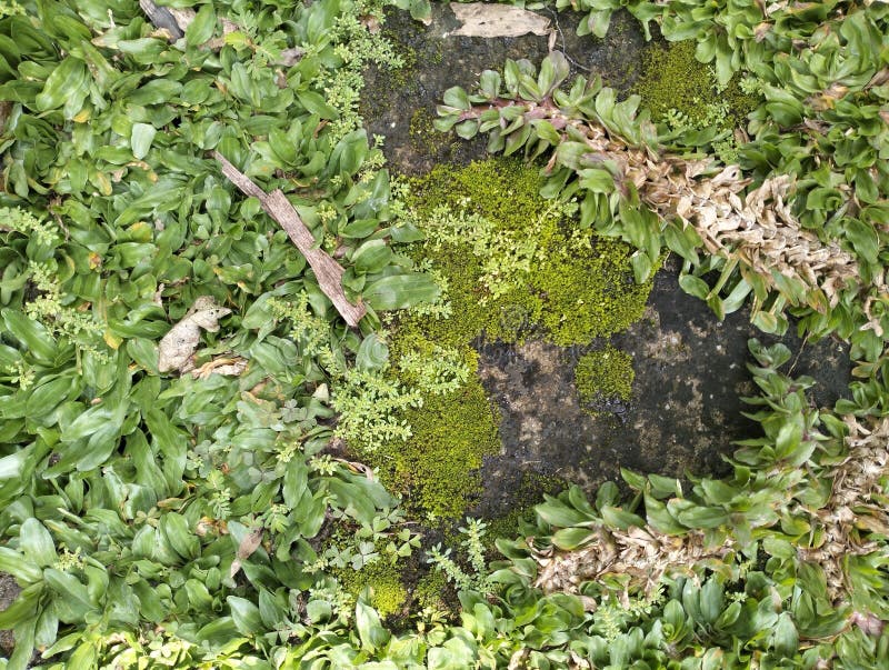 Moss and a Tangle of Dead Grass on the Tiles Stock Image - Image of ...