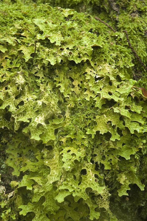 Moss texture stock image. Image of grass, jungle, outdoor - 34391377