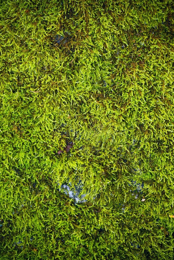 Moss texture stock photo. Image of lichen, field, forest - 151739452