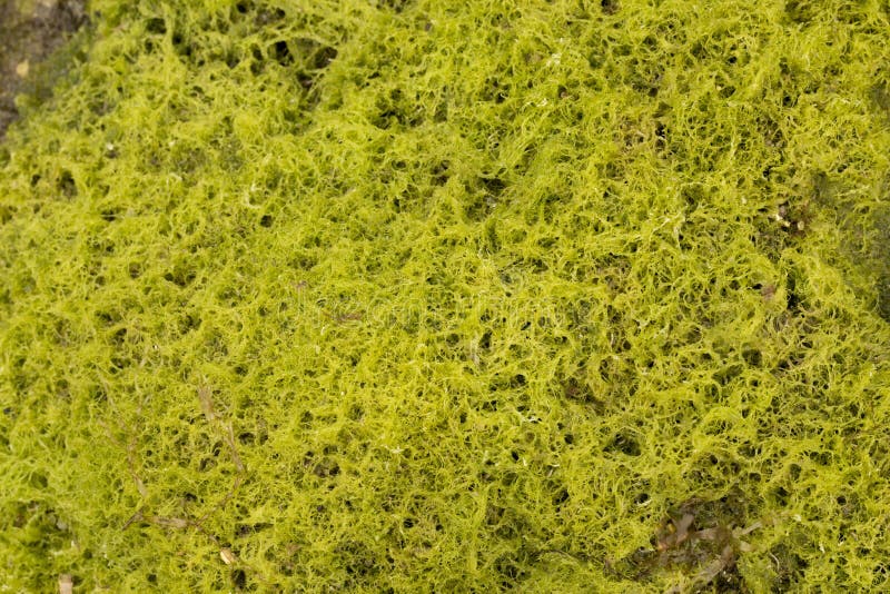 Real natural moss texture stock photo. Image of abstract - 206153304