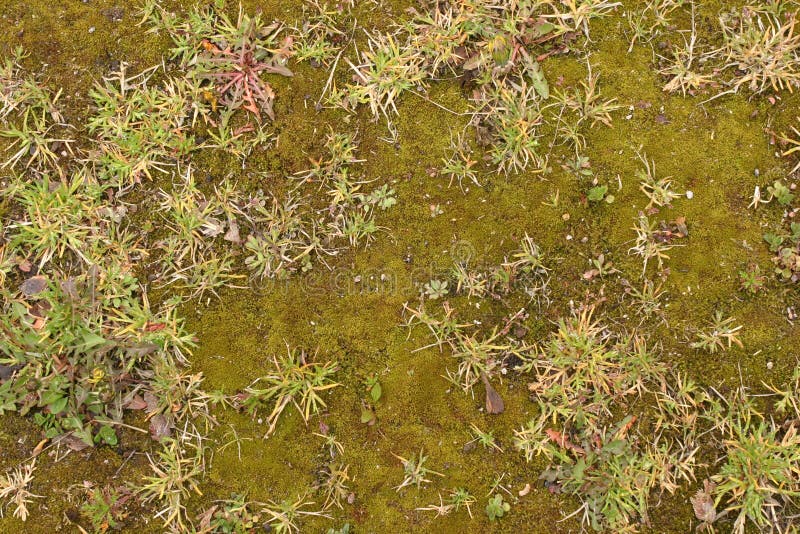 Moss Texture Picture. Image: 3440660
