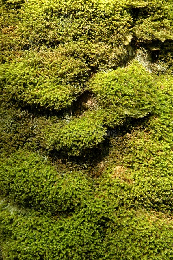 Moss texture stock image. Image of cover, texture, wallpaper - 776785