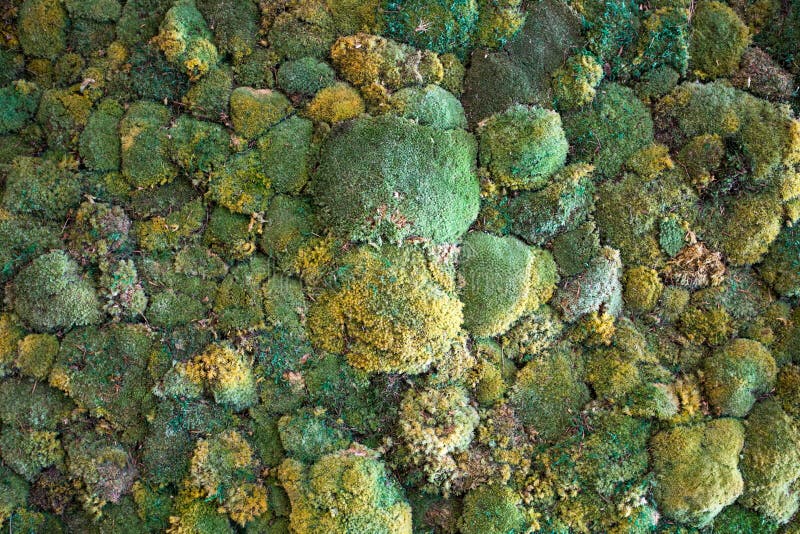 Moss texture background stock photo. Image of moss, abstract - 161797470