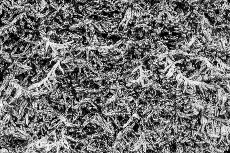 Moss texture background stock image. Image of moss, white - 38429371