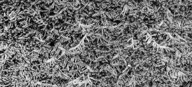 Moss texture background stock photo. Image of bryophyta - 38429372