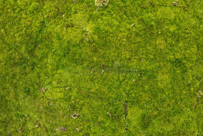 Moss Texture