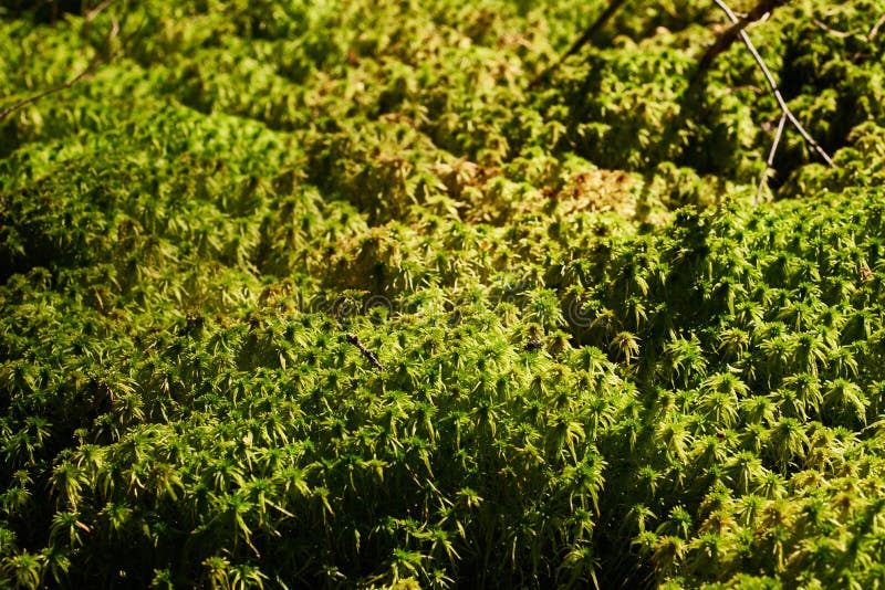 Moss Texture, Background with Copy Space, Close-up Stock Photo - Image ...