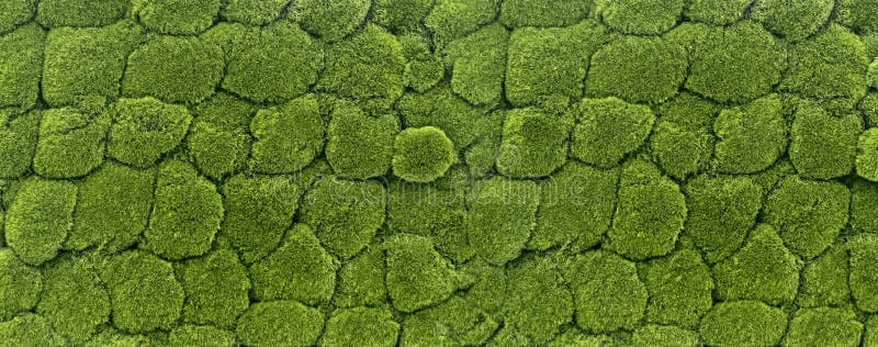 Moss texture background stock image. Image of background - 253591909