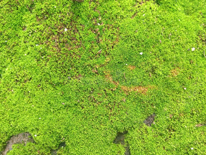 Moss Texture, Moss Background, a Floor Covered in Moss because it is ...