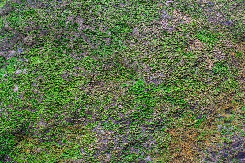 Moss texture stock photo. Image of moss, fresh, outdoor - 65557584