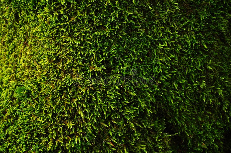 Moss Texture. Moss Background. Green Moss on Grunge Texture, Background ...