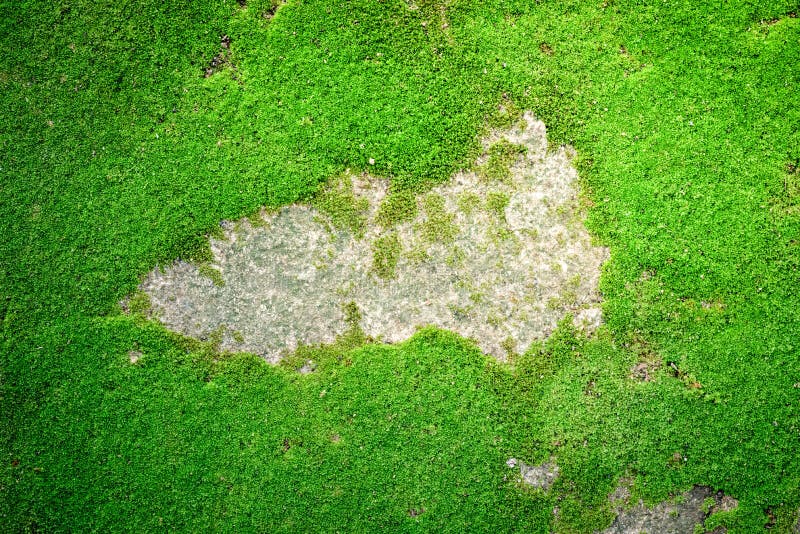 Moss Texture. Moss Background. Green Moss on Grunge Texture, Background ...
