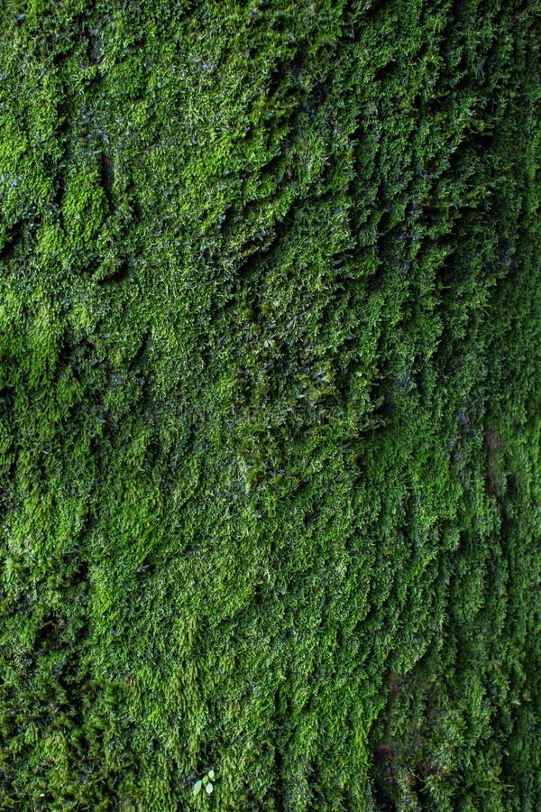 Moss Texture. Moss Background. Green Moss on Grunge Texture, Background ...