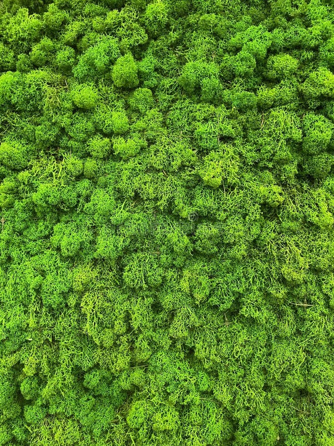 Moss Texture Background. Green Moss Texture Wall Stock Image - Image of ...