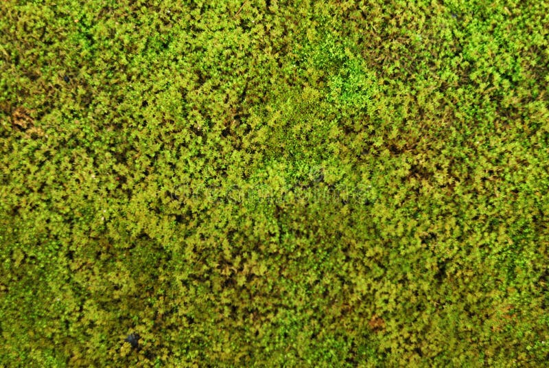 Moss Texture Background with Natural Patterns Stock Photo - Image of ...