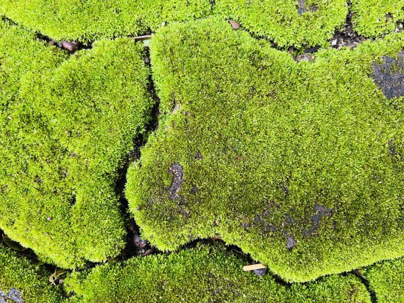 Moss Texture that Beautifies Stock Photo - Image of beautifies, stone ...