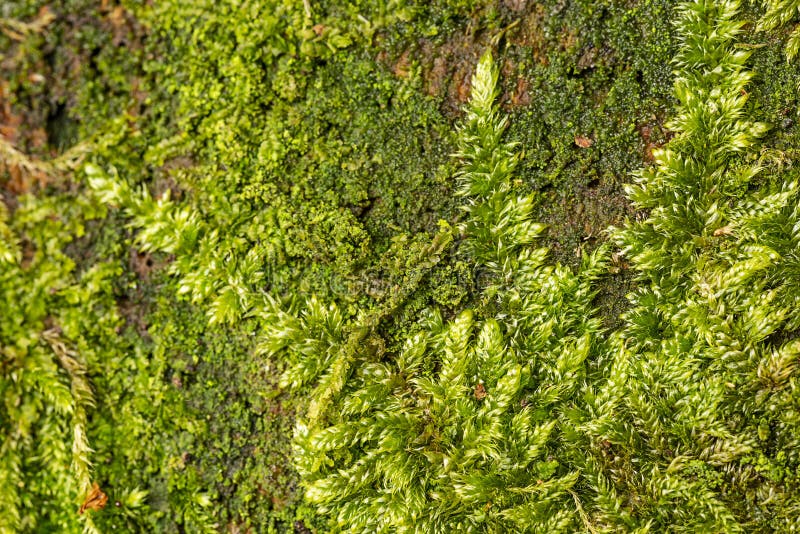 Moss texture close up stock image. Image of detail, flora - 136952533