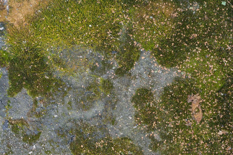 Moss stock photo. Image of decal, ground, green, moss - 77419966