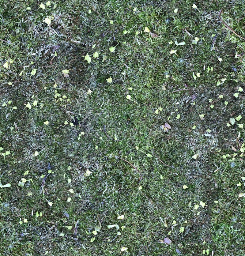 Oak Tree Seamless Displacement Texture Map for 3d Stock Image - Image ...