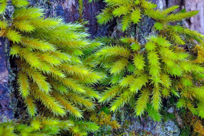 Moss. the Texture of the Fresh Green Moss Stock Photo - Image of spore ...