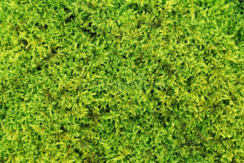 Moss texture stock image. Image of grass, jungle, outdoor - 34391377