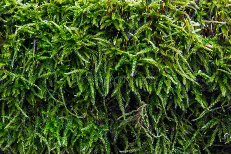 Moss texture stock image. Image of close, macro, growth - 80495061